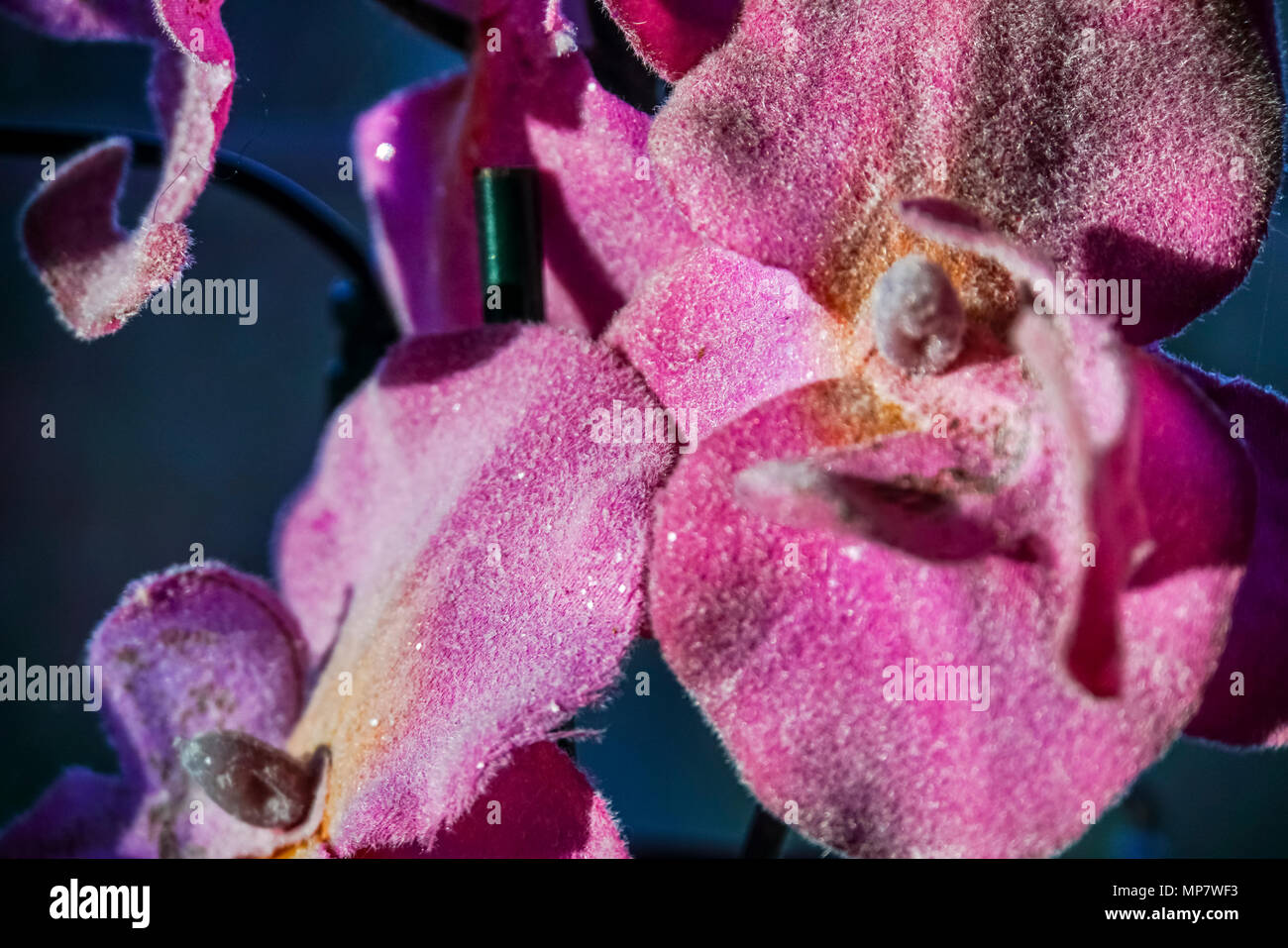 Abstract pink flower hi-res stock photography and images - Alamy