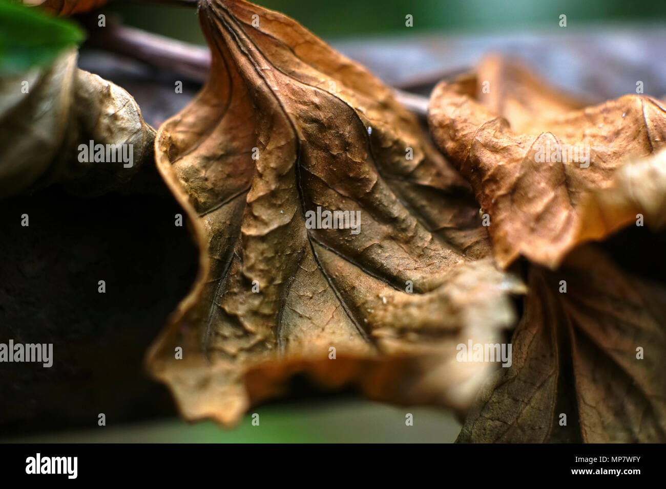 Colours brown hi-res stock photography and images - Alamy