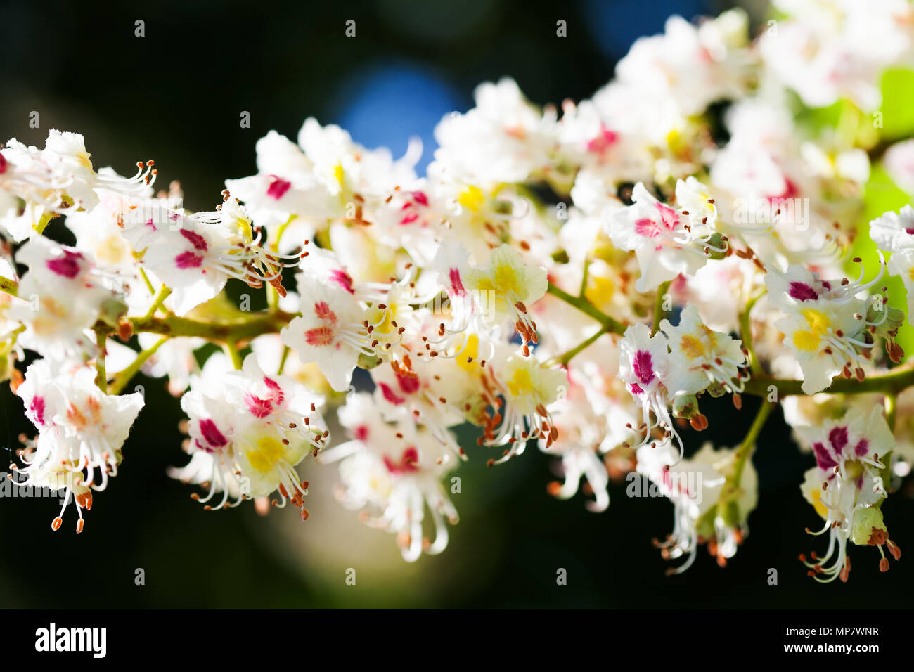 Castanea sativa garden hi-res stock photography and images - Alamy