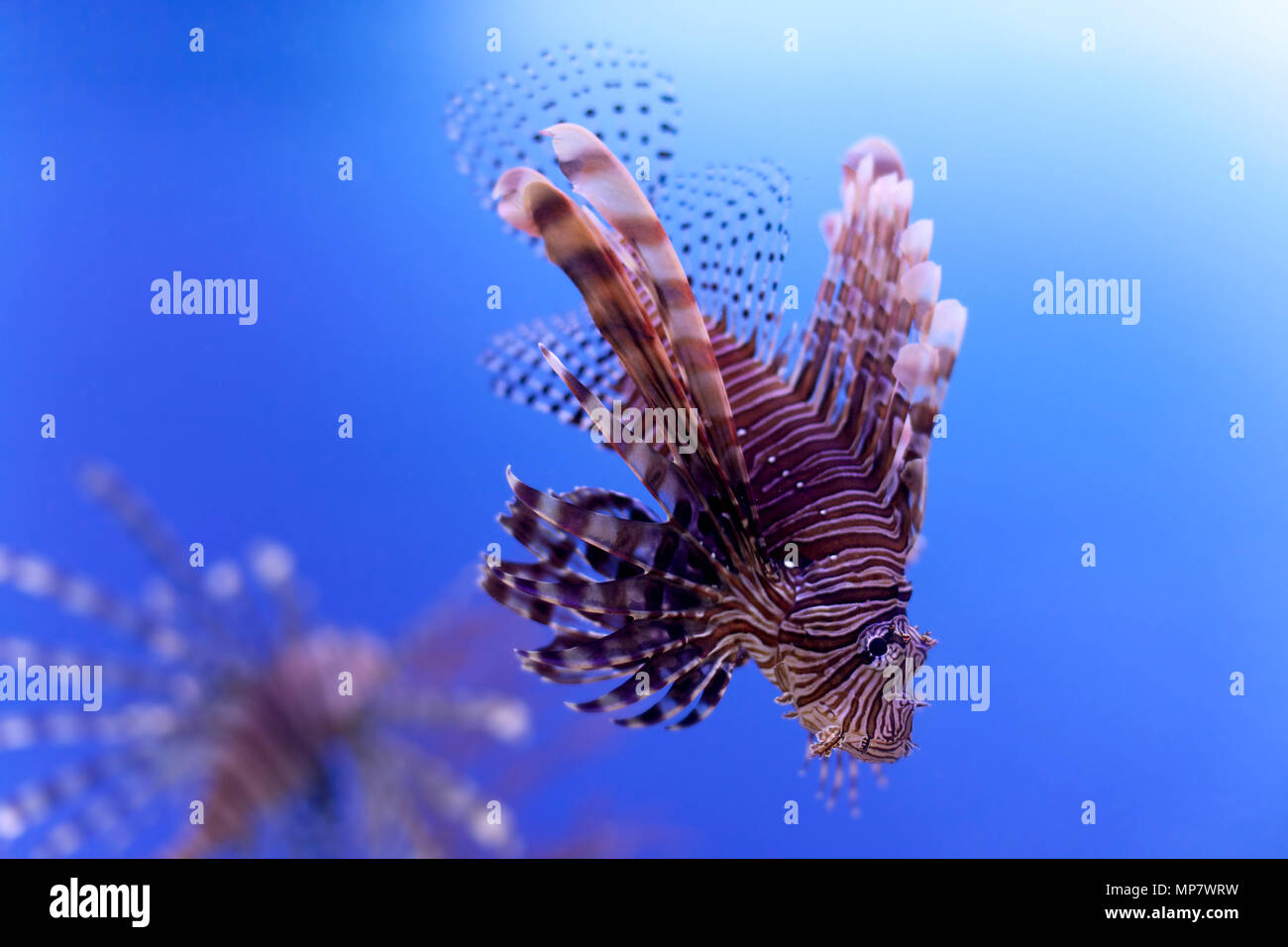 Bahamas and fiji hi-res stock photography and images - Alamy