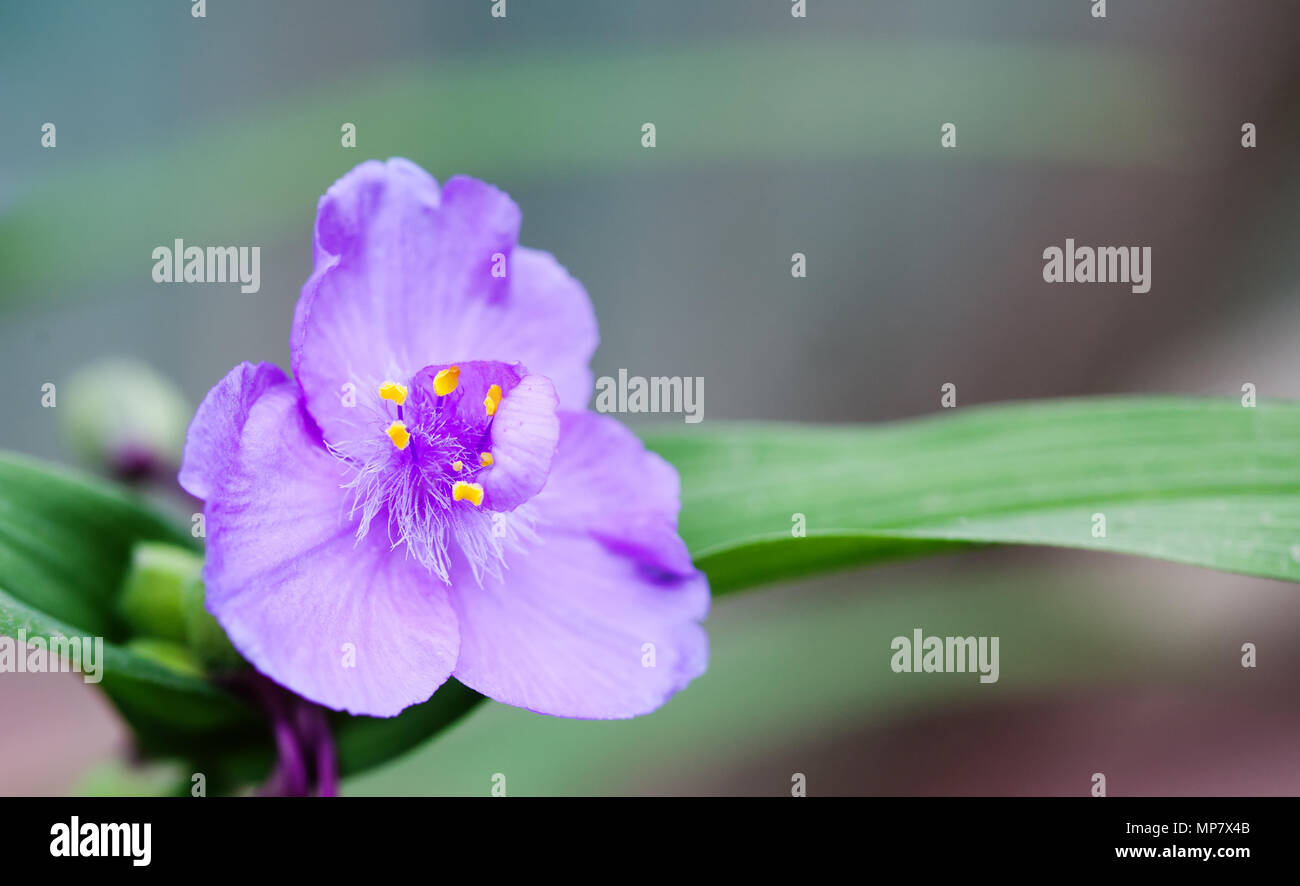 Spiderwort tradescantia andersoniana hi-res stock photography and ...