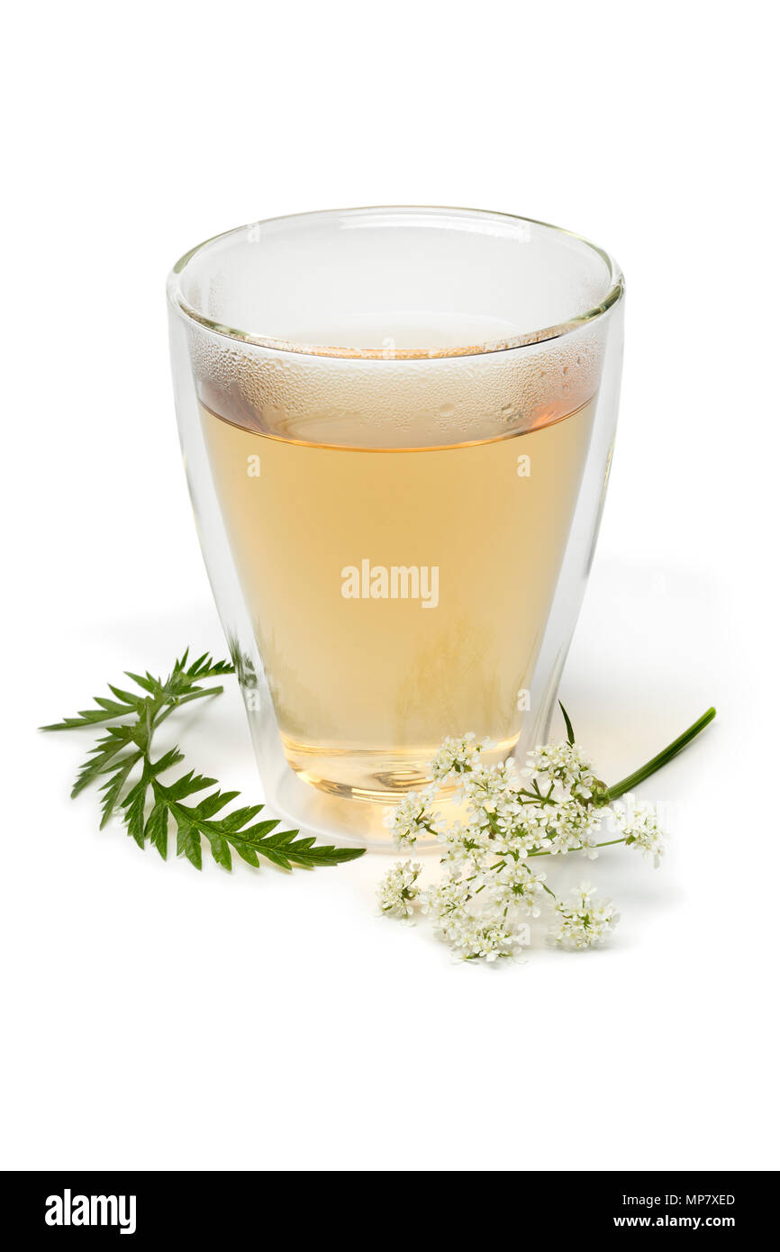 Healthy cow hi-res stock photography and images - Alamy