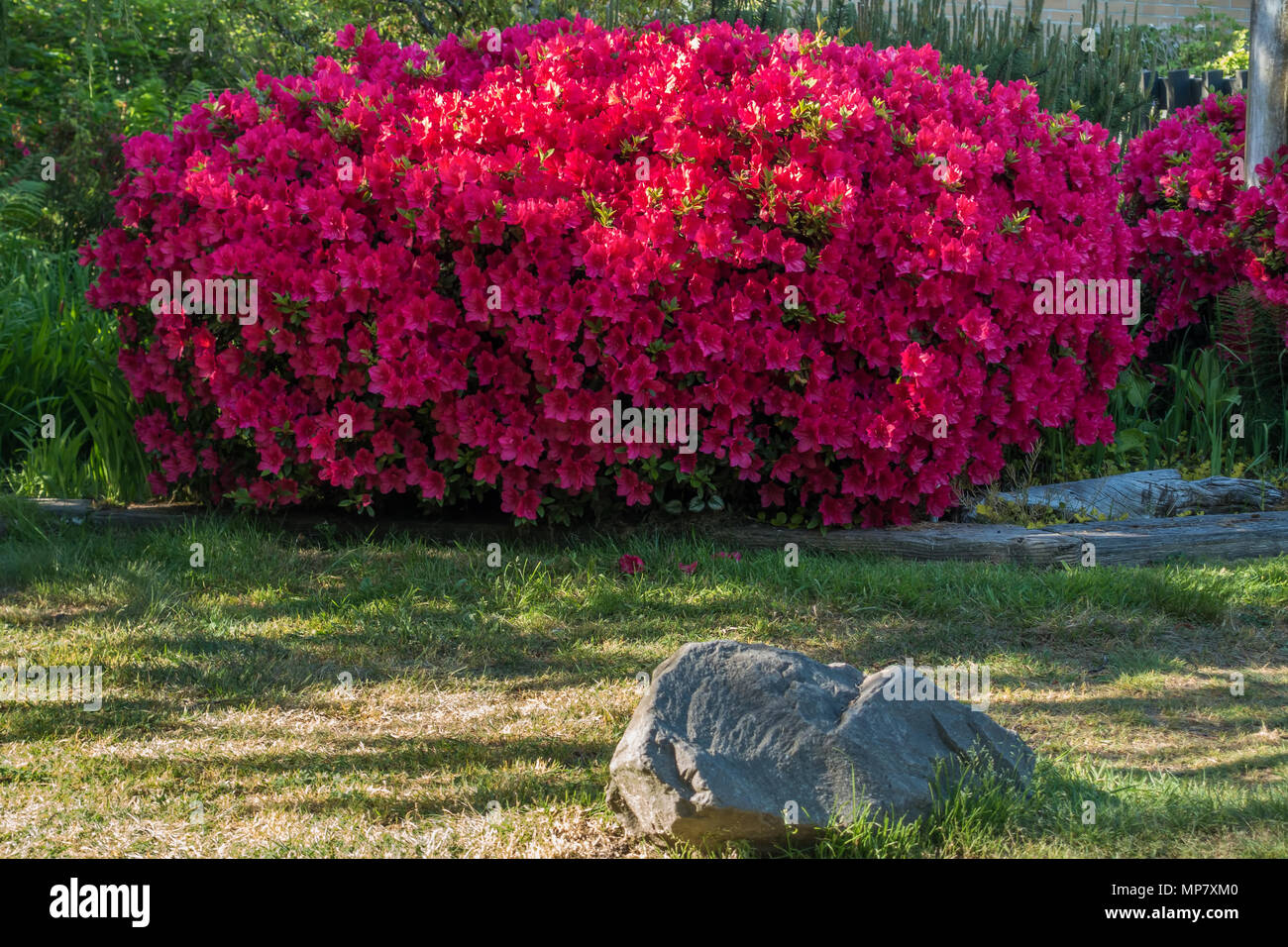 Azalea bush hi-res stock photography and images - Alamy