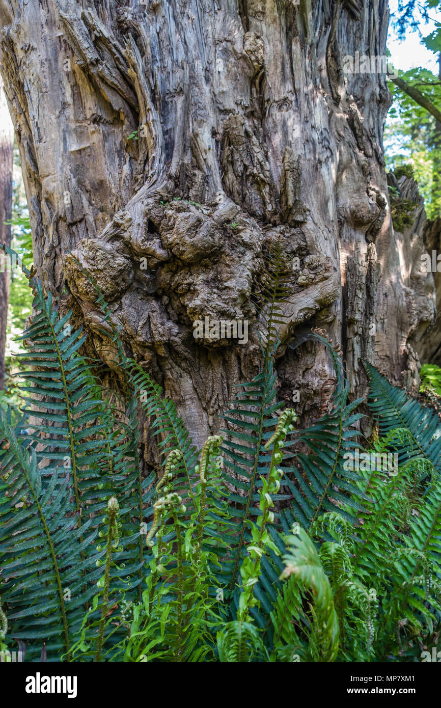 Deadwood tree hi-res stock photography and images - Alamy