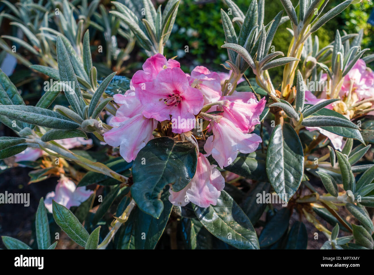 Intense color of nature hi-res stock photography and images - Alamy