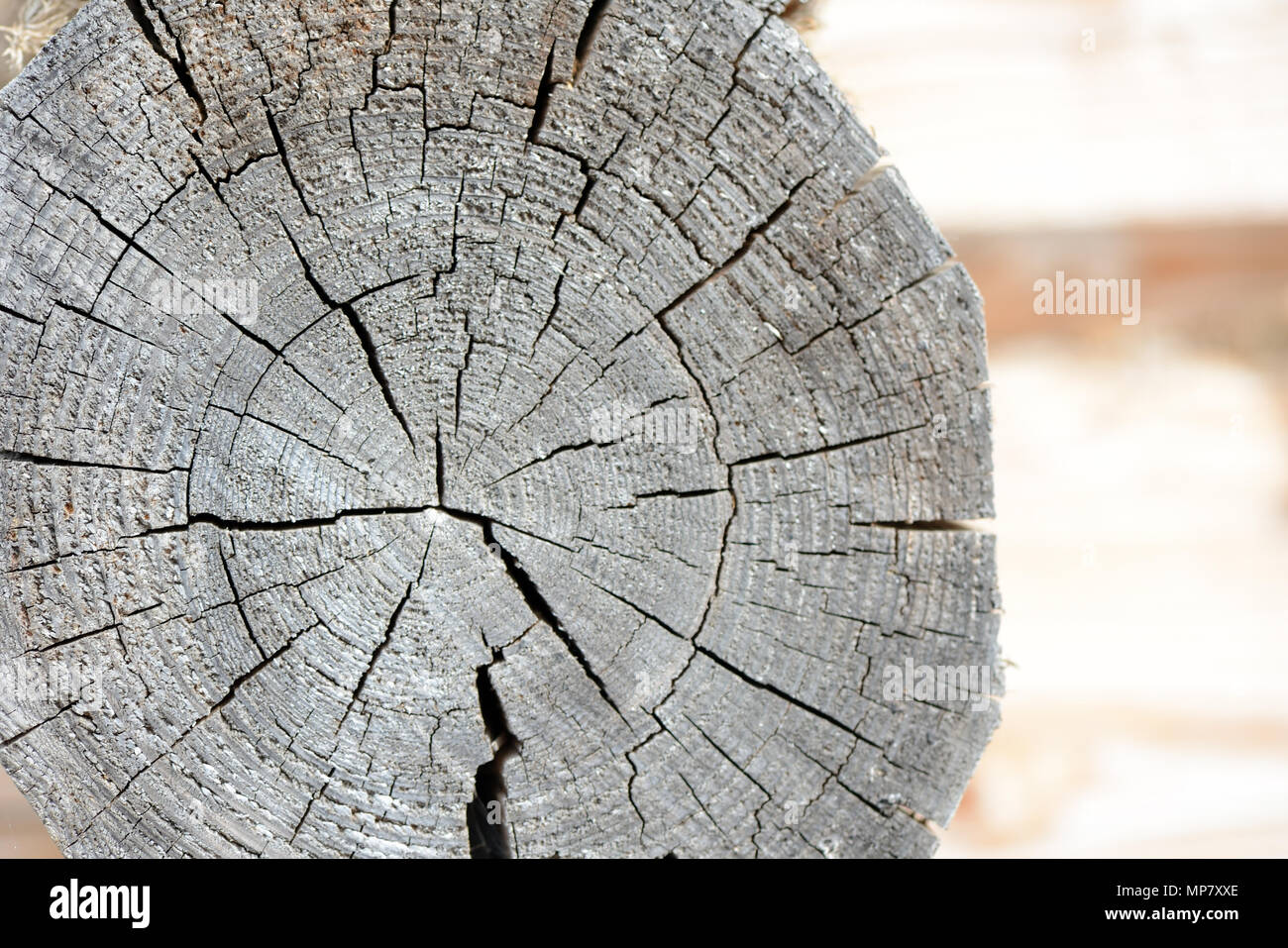 Wooden background in the form of a cut of an old log Stock Photo - Alamy