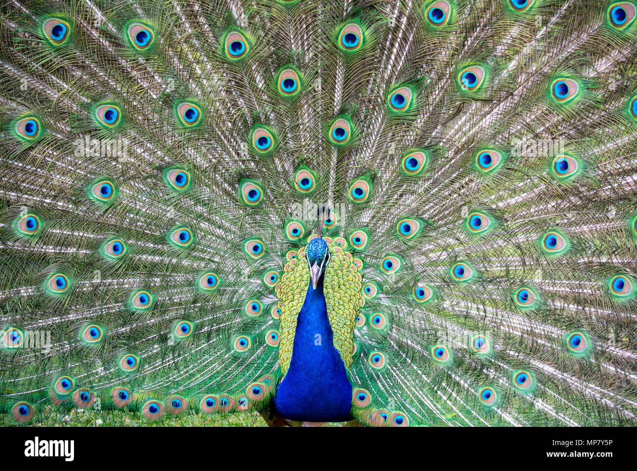 Peacock Motif High Resolution Stock Photography and Images - Alamy