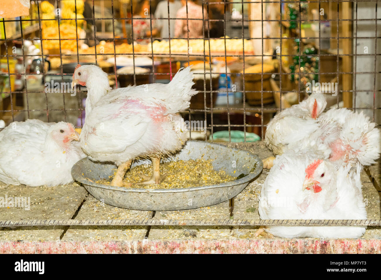White layer hen in chicken poultry farming.Portrait of white farm bird ...
