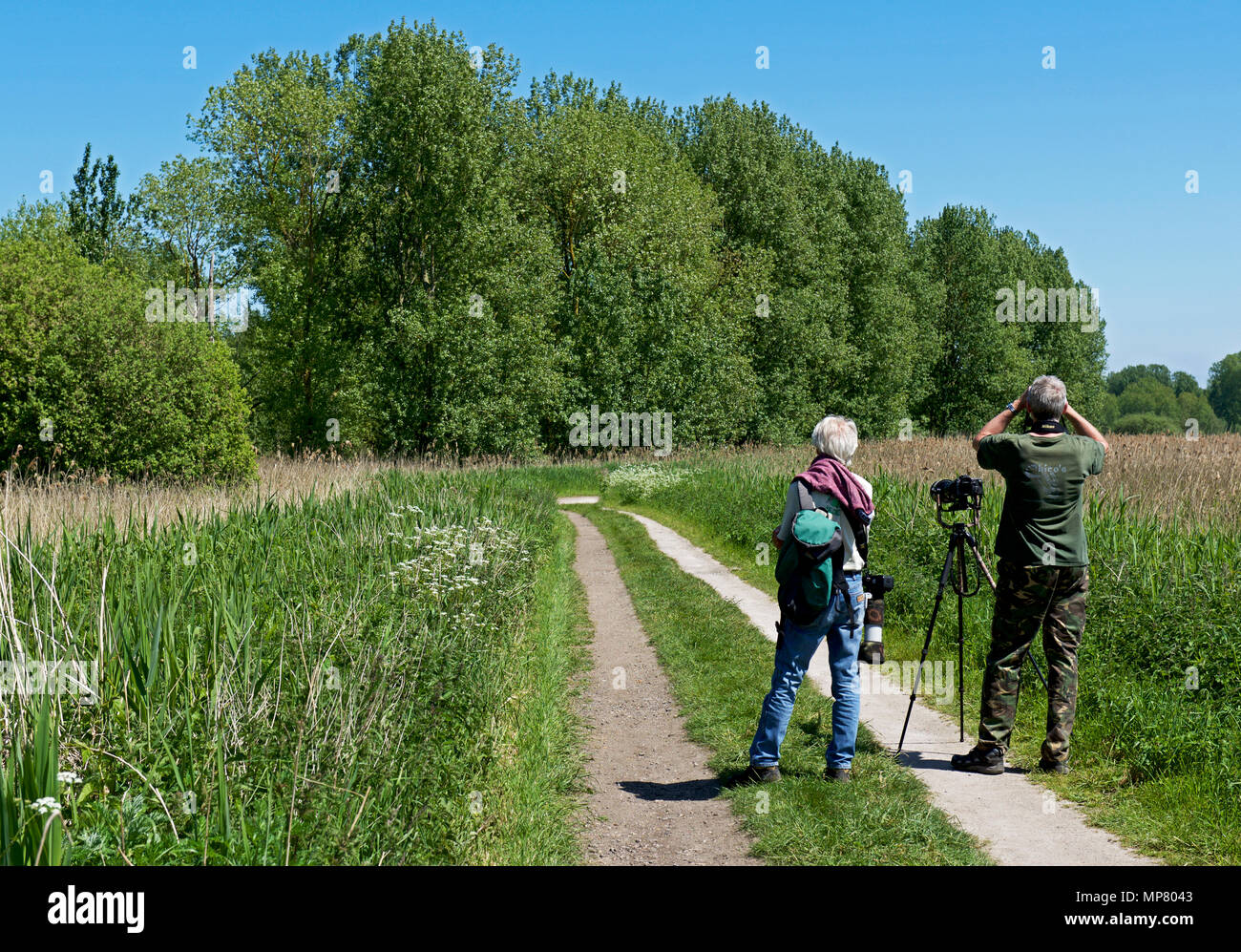 Lakenheath Fen, an RSPB nature reserve, Suffolk, England UK Stock Photo ...