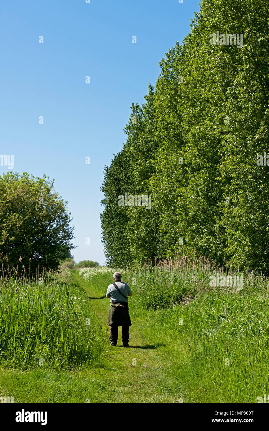 Lakenheath Fen, an RSPB nature reserve, Suffolk, England UK Stock Photo ...
