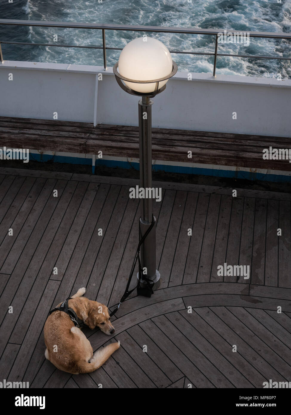 Sleeping dog attached to a lamp post on a ferry deck in late afternoon ...