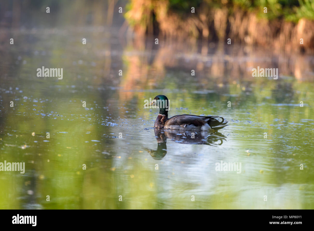 Summer sunrise at the lake. Nature reserve near Lockerbie. Scotland ...