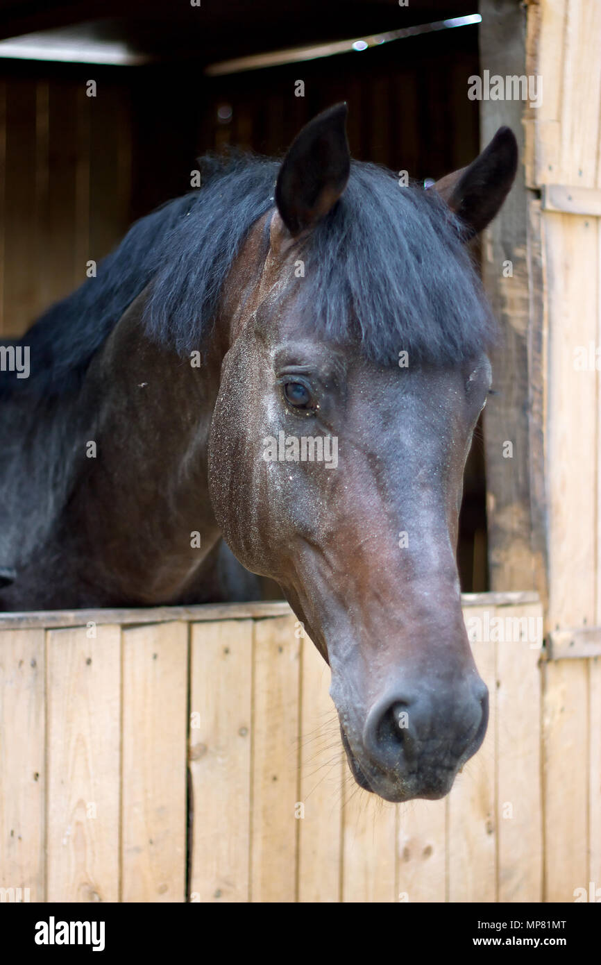 Horses in the stable Stock Photo - Alamy