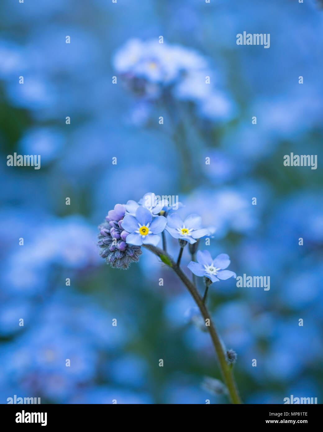 Small clumps of flowers hi-res stock photography and images - Alamy