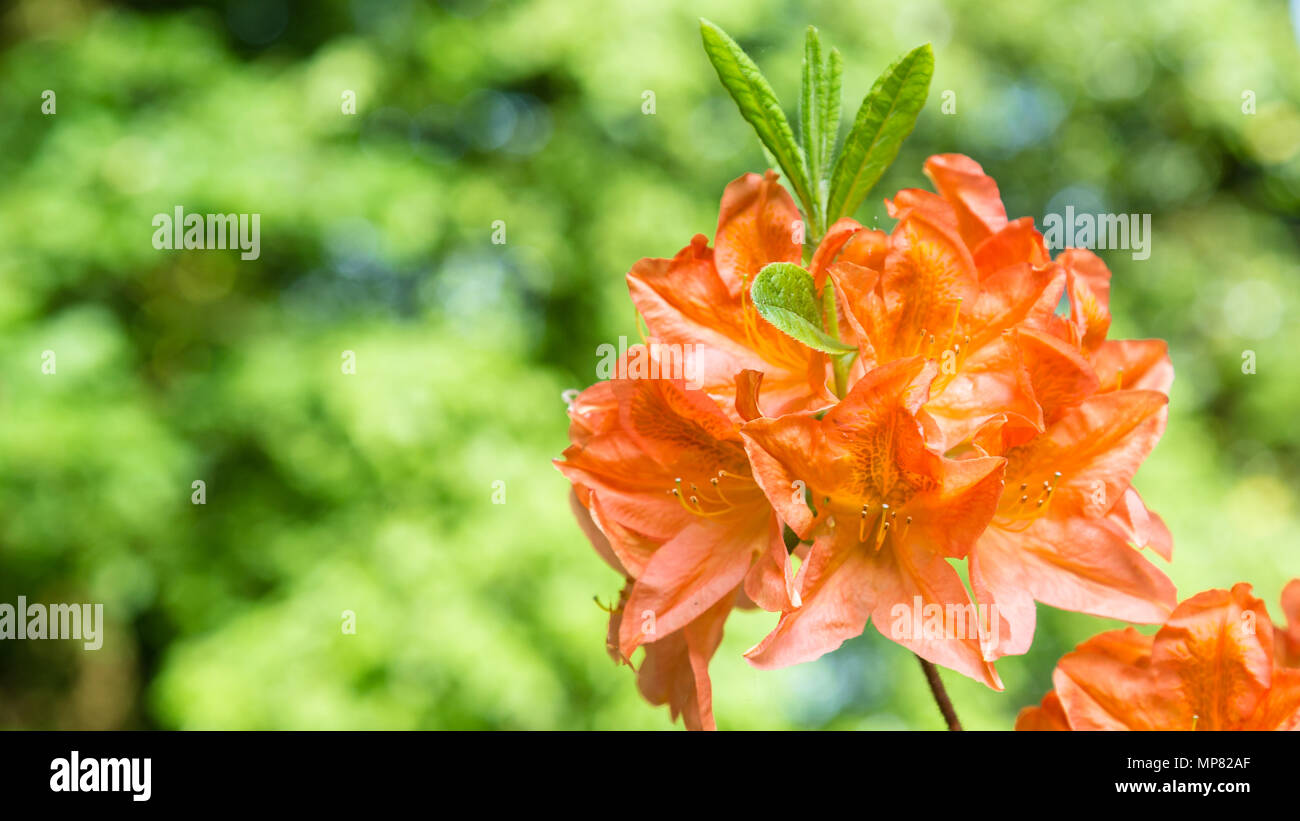 Orange azaleas hi-res stock photography and images - Alamy