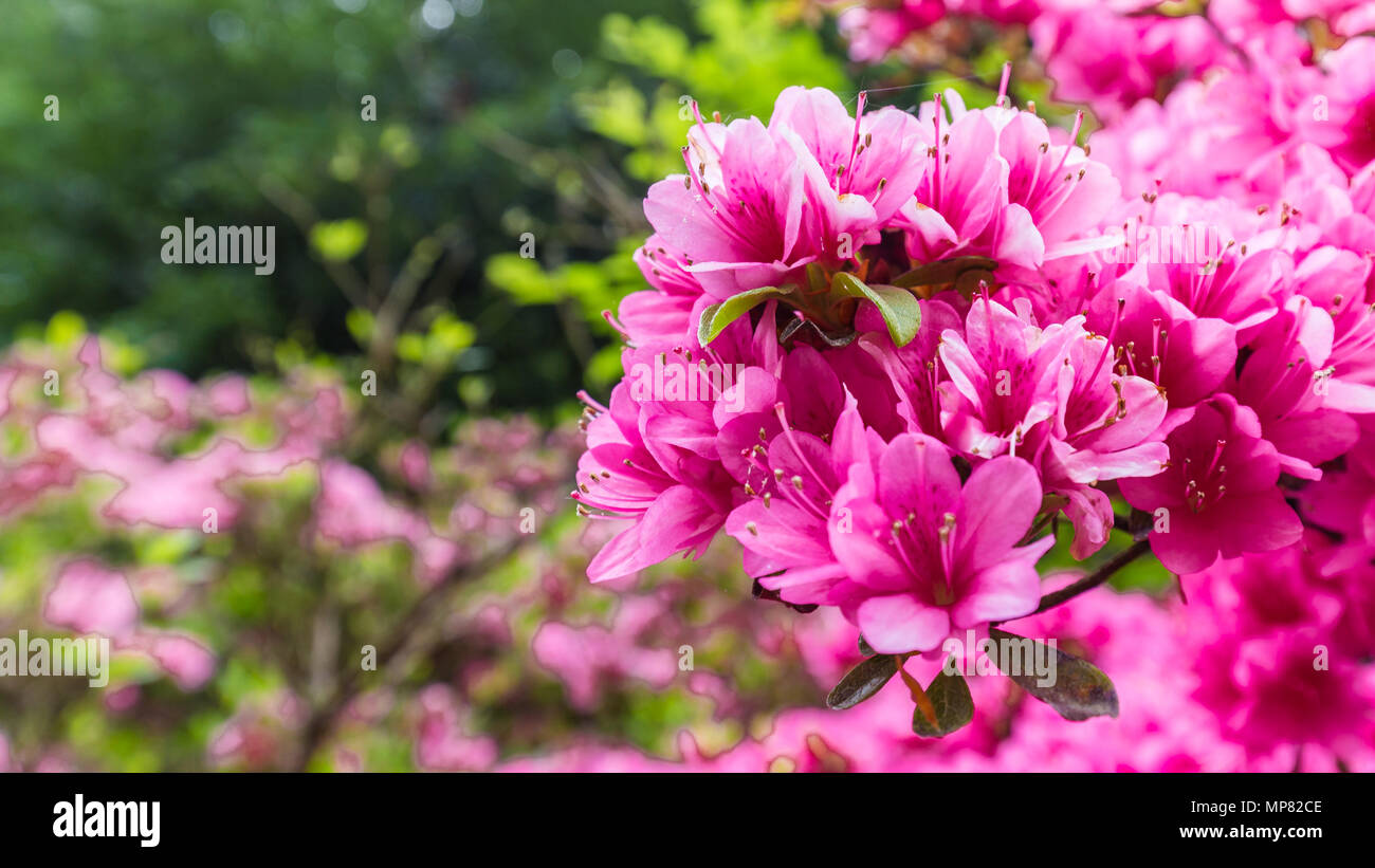 Beautiful pink Azalea banner Stock Photo - Alamy