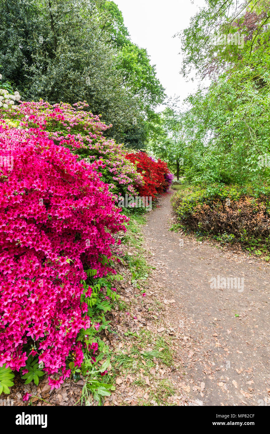 Rhododendron azalea border hi-res stock photography and images - Alamy