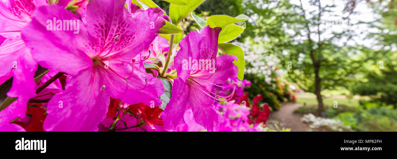 Beautiful pink Azalea banner Stock Photo - Alamy