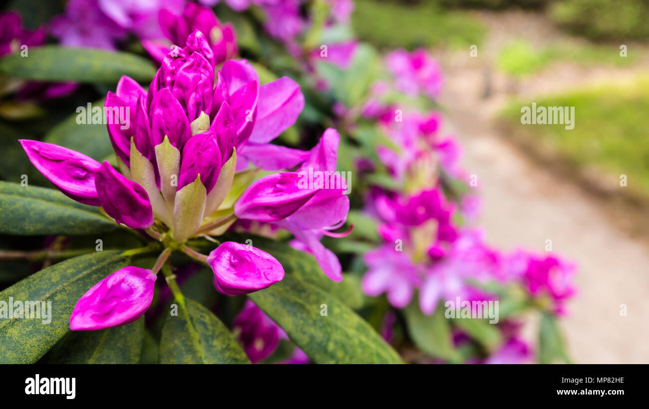 Beautiful violet Azalea banner Stock Photo - Alamy