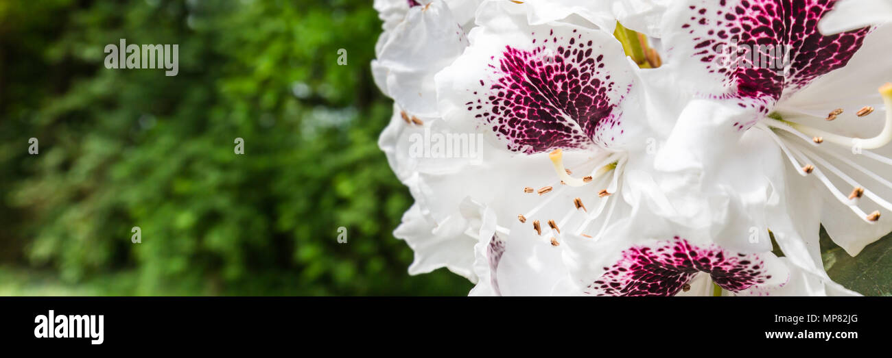 Beautifulwhite purple Azalea banner Stock Photo - Alamy