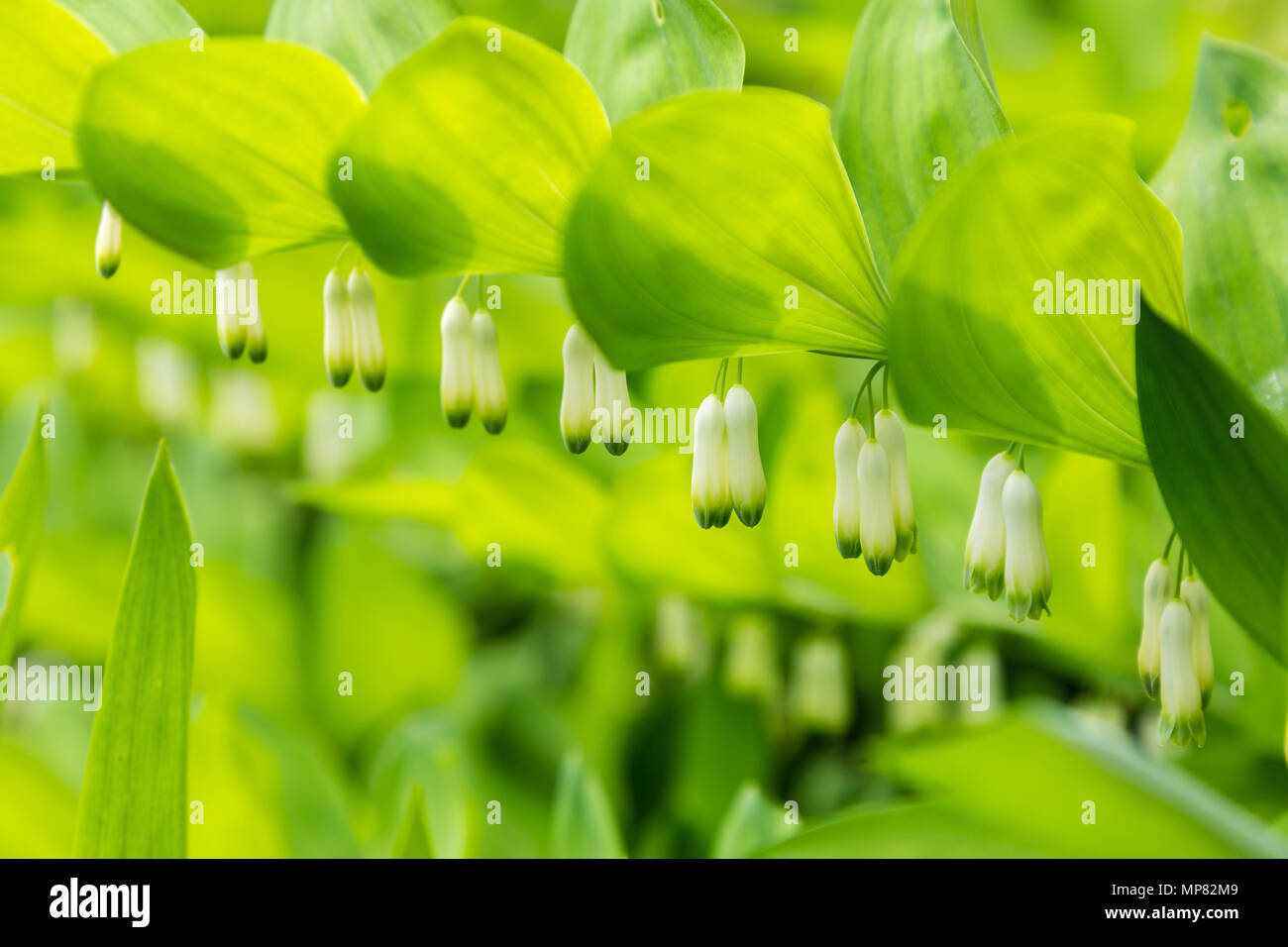 Seal of solomon symbol hi-res stock photography and images - Alamy
