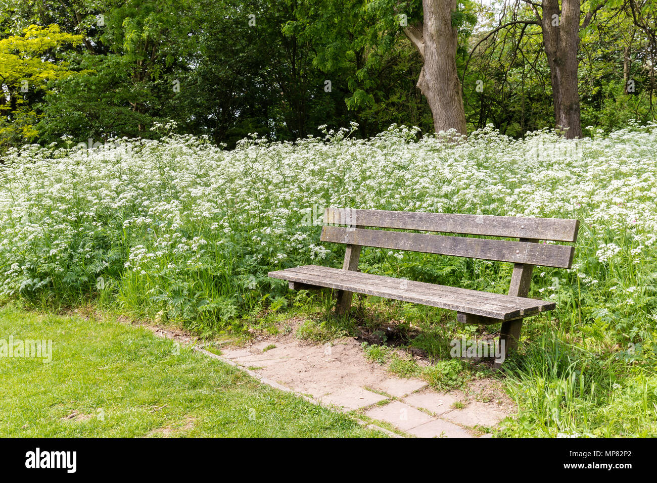 Bench enclosed by white flowers Stock Photo - Alamy