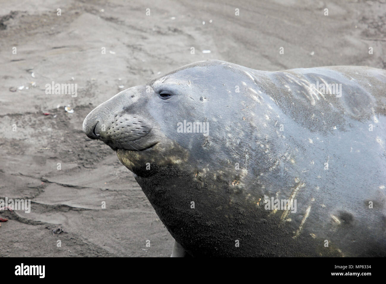 Elephant Seal, Mirounga Leonina, Antarctica Stock Photo - Alamy