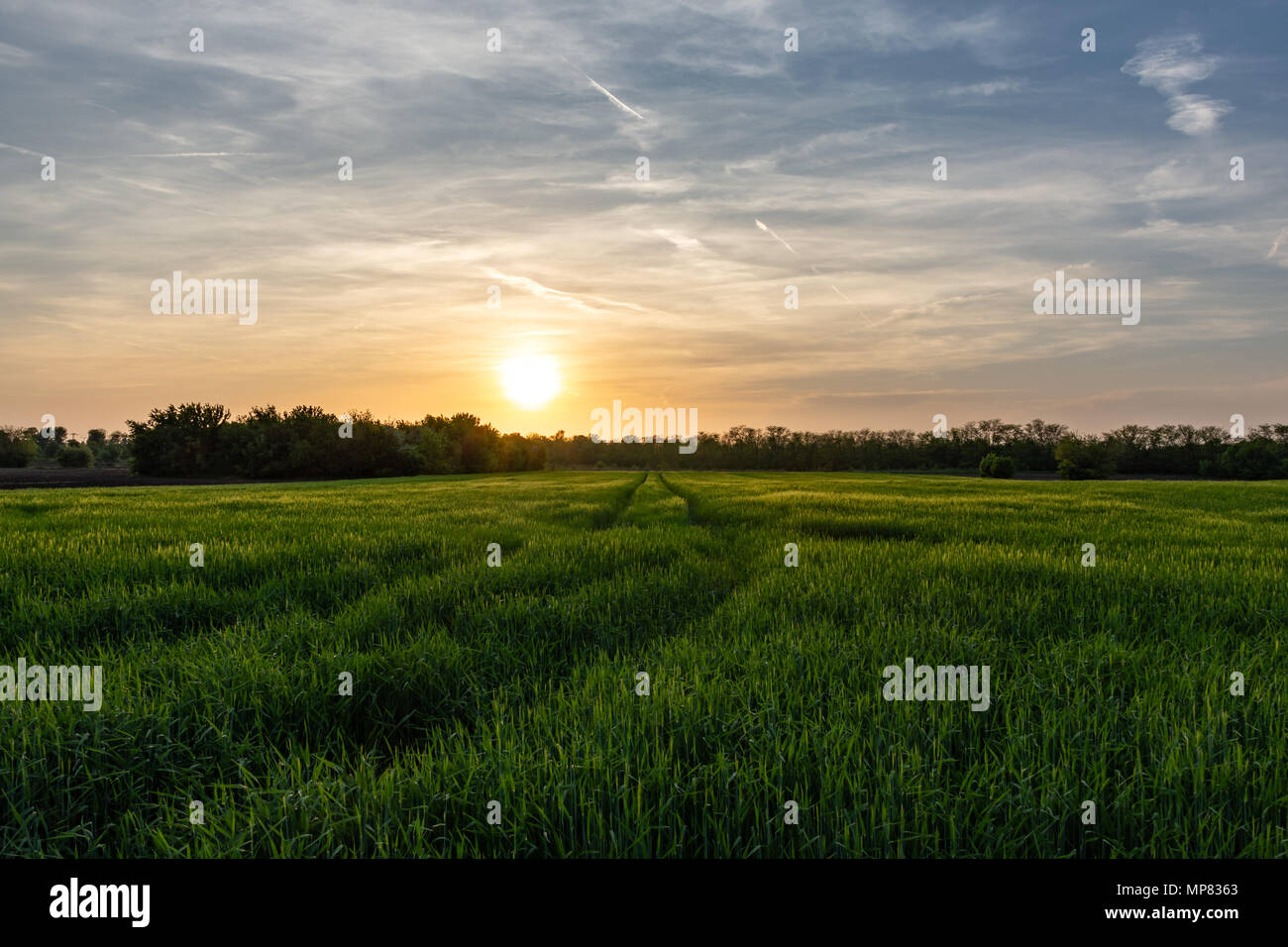 Green field in the sunset Stock Photo - Alamy