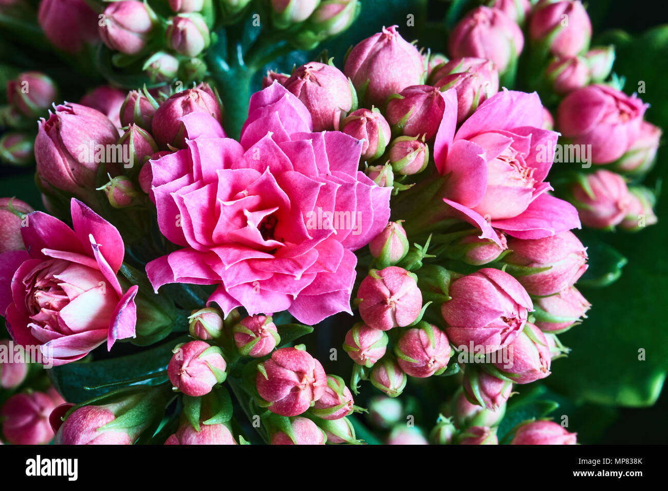 Detail of ornamental flowers of Kalanchoe pot plant Stock Photo - Alamy