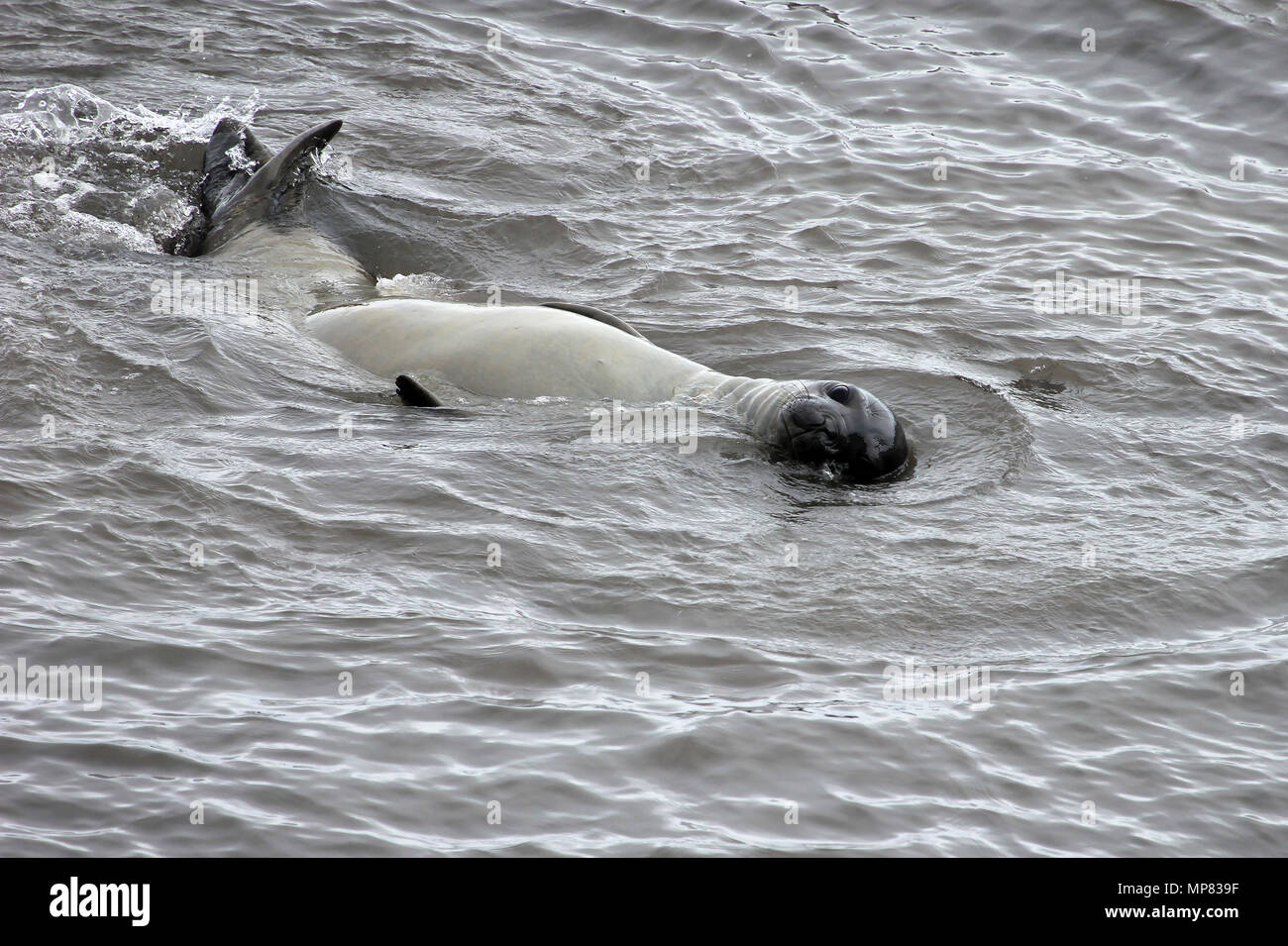 Elephant Seal, Mirounga Leonina, Antarctica Stock Photo - Alamy