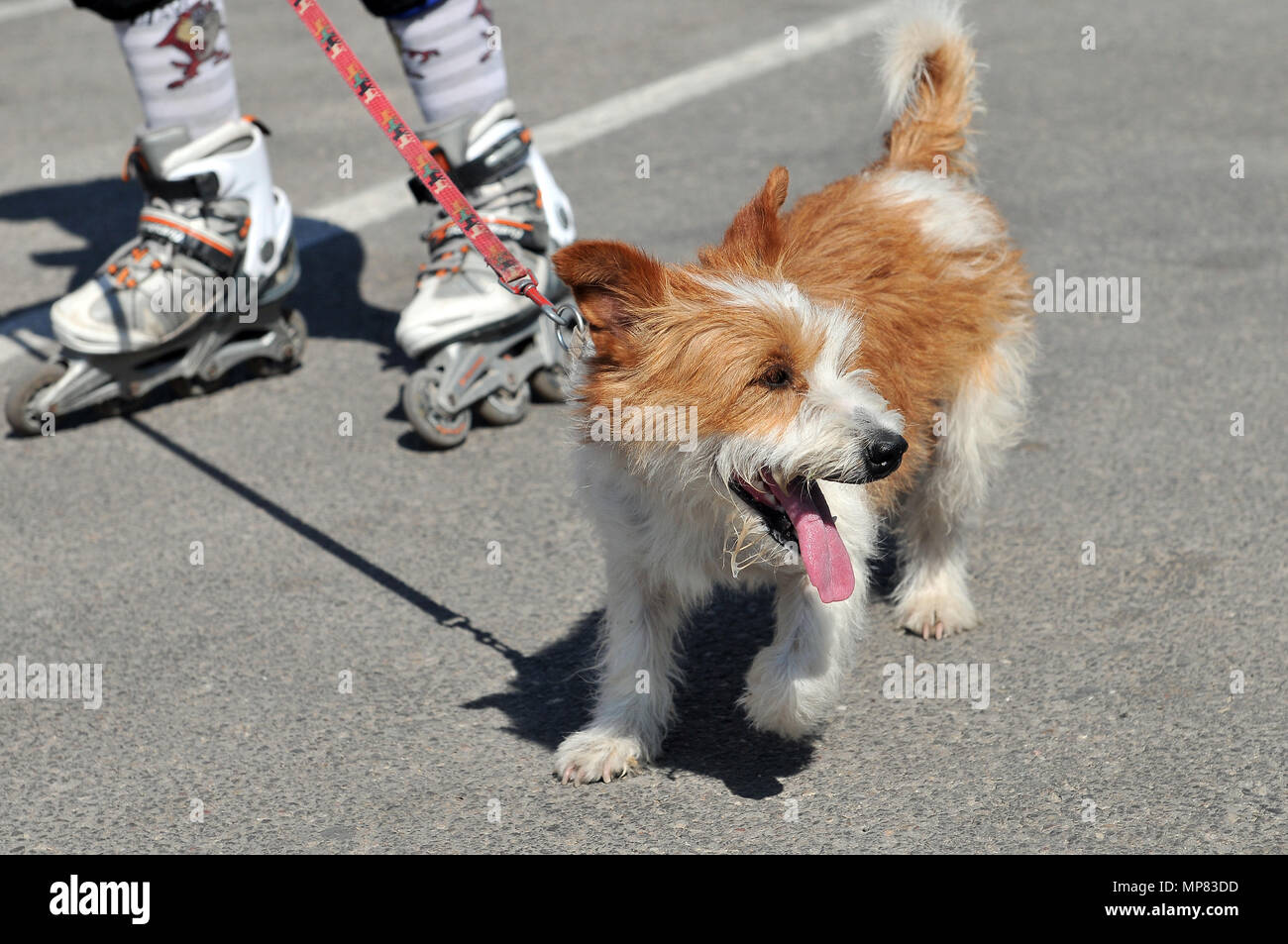 Carnivoro hi-res stock photography and images - Alamy