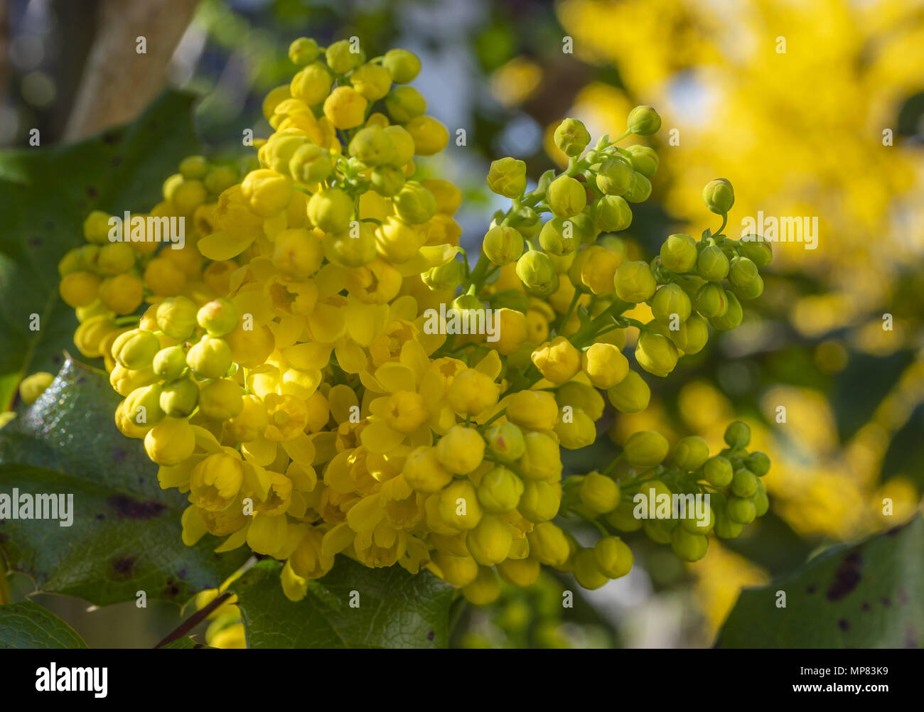 Blooming ilex aquifolium hi-res stock photography and images - Alamy