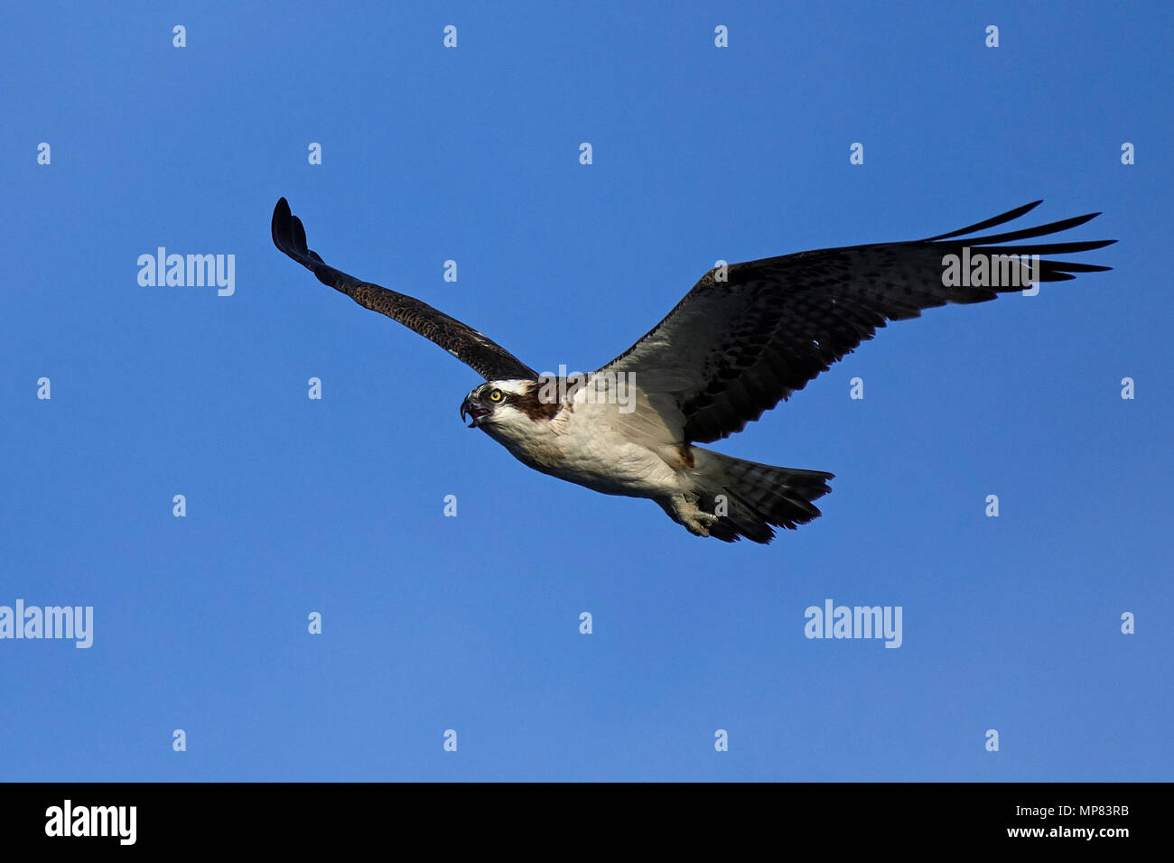 Osprey in flight in its natural habitat Stock Photo - Alamy