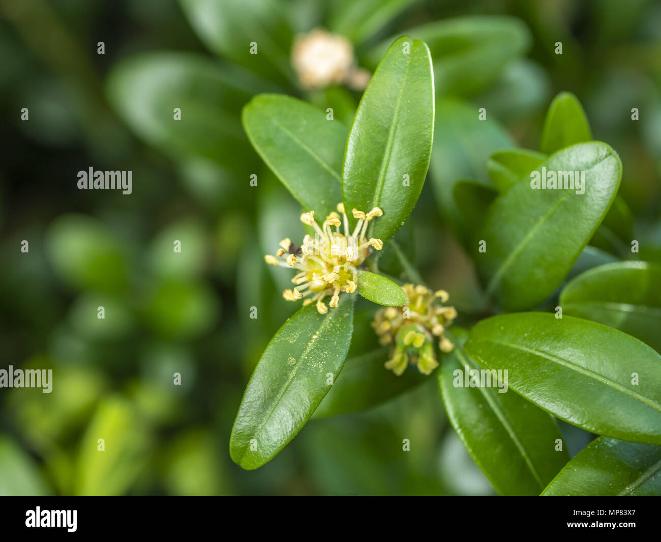 Common Box in flower Stock Photo - Alamy