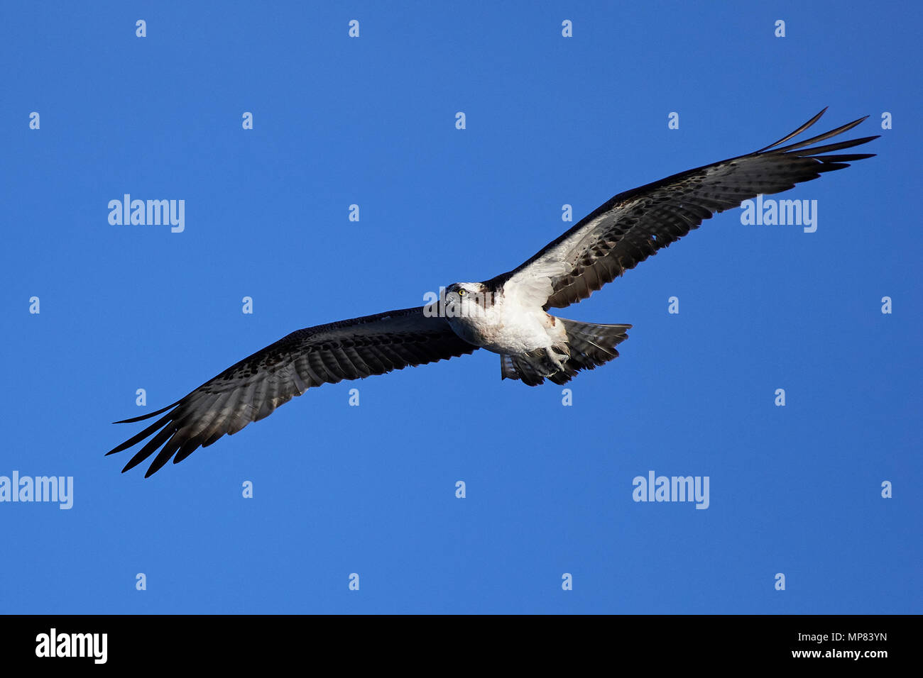 Osprey in flight in its natural habitat Stock Photo - Alamy