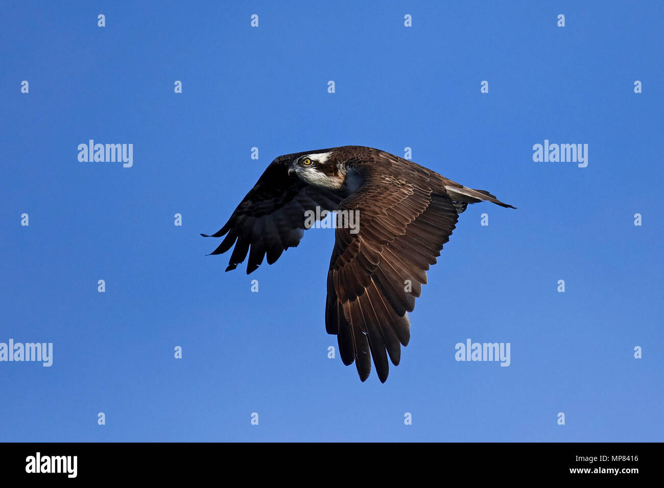 Osprey in flight in its natural habitat Stock Photo - Alamy