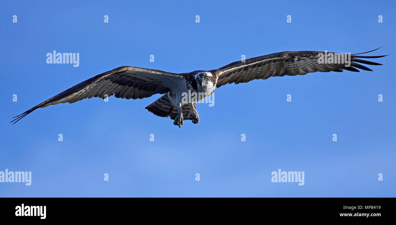 Osprey in flight in its natural habitat Stock Photo - Alamy