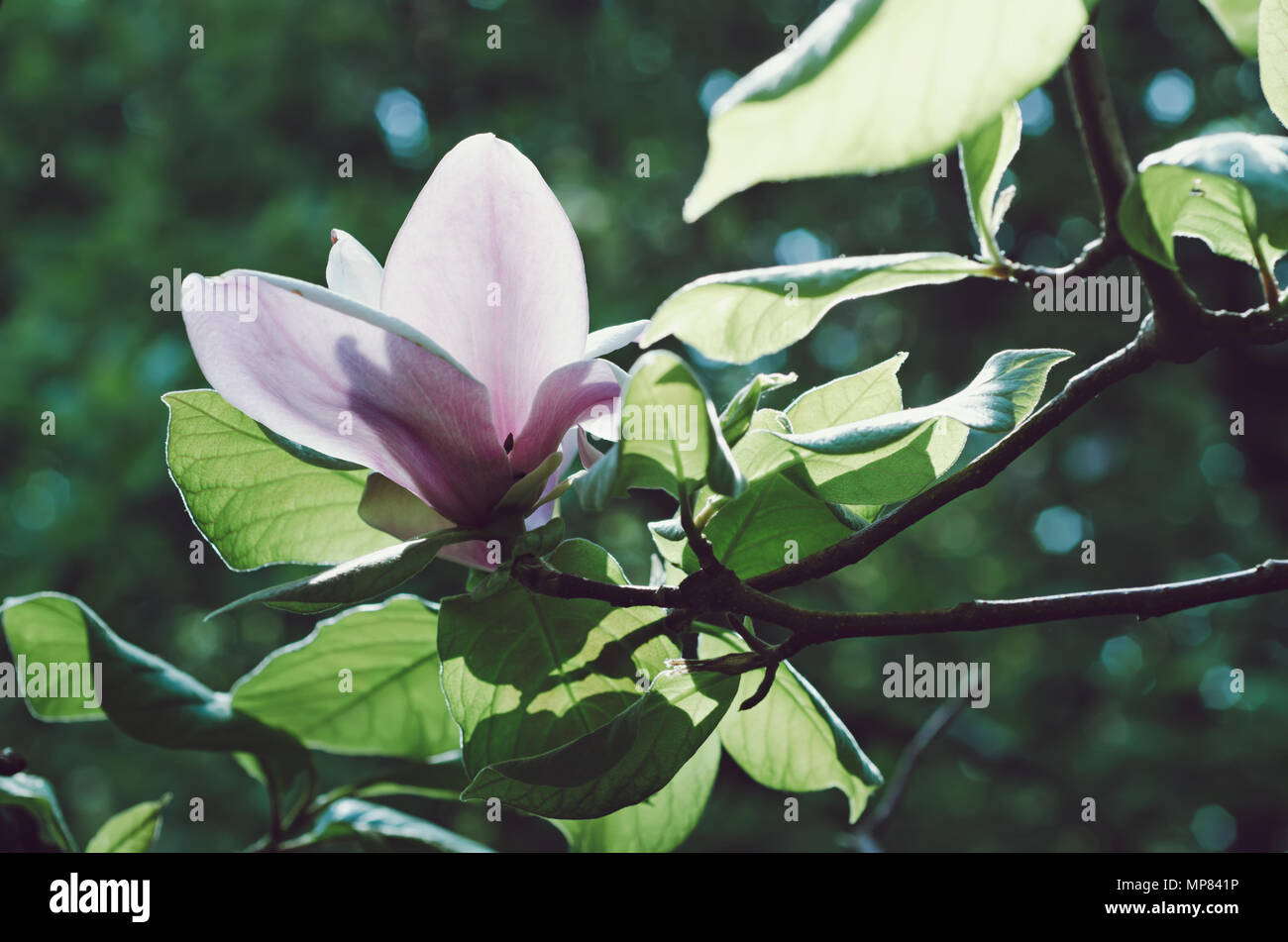 Magnolia spring flowers Stock Photo - Alamy