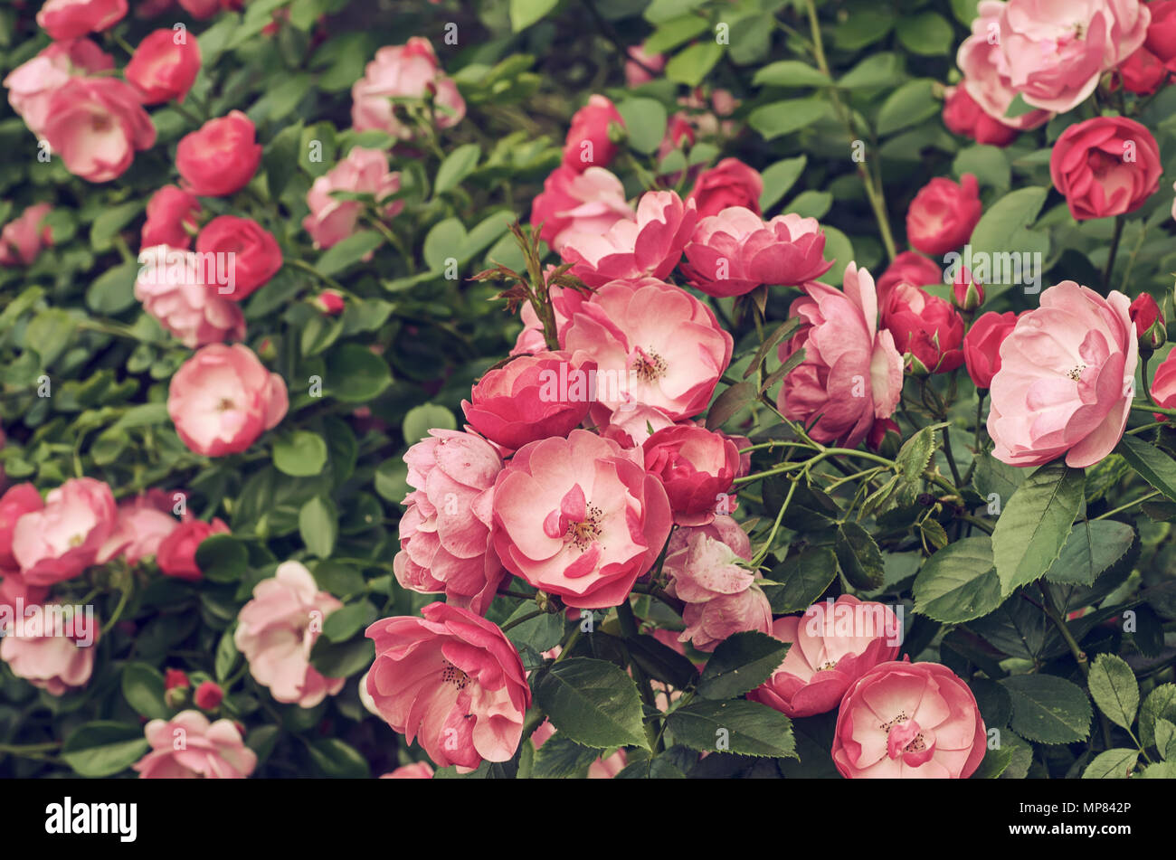 Pink roses garden Stock Photo - Alamy