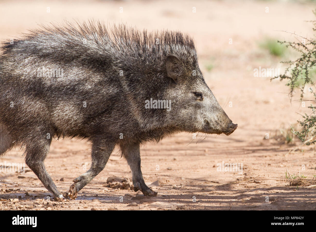 A large javelina leaving a water hole in southern Arizona, USA Stock ...