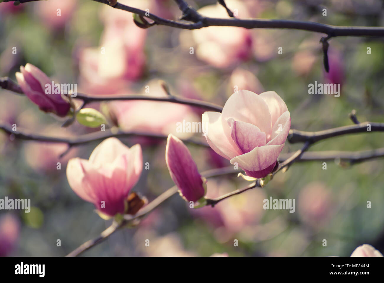 Magnolia spring flowers Stock Photo - Alamy