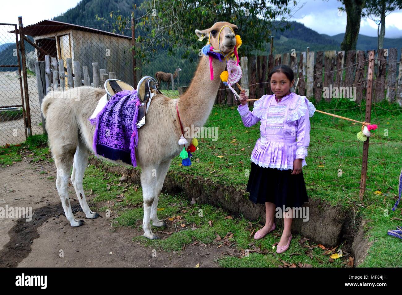 Llamas peru working hi-res stock photography and images - Alamy