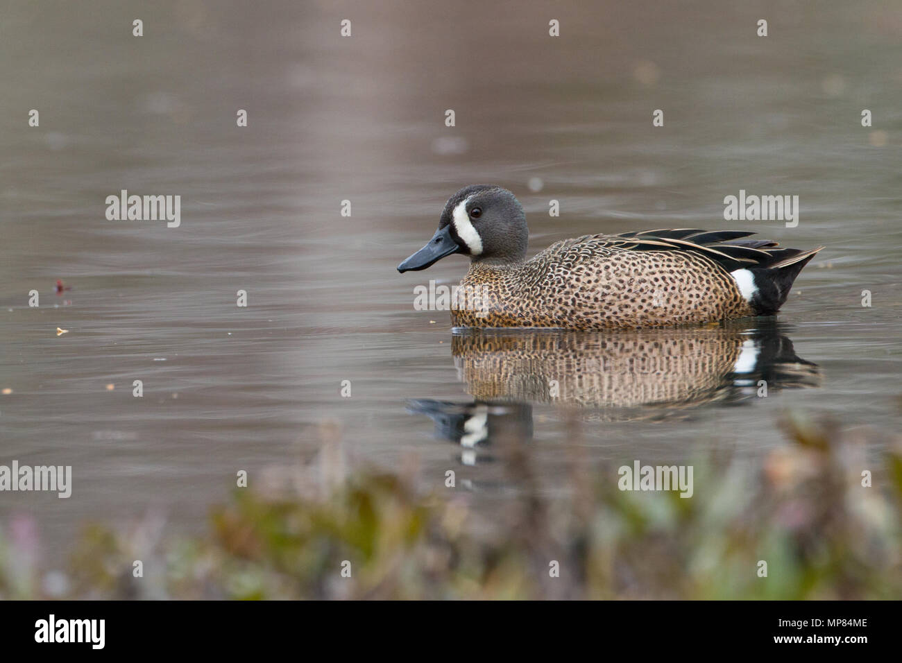 A drake blue-winged teal on the water Stock Photo - Alamy
