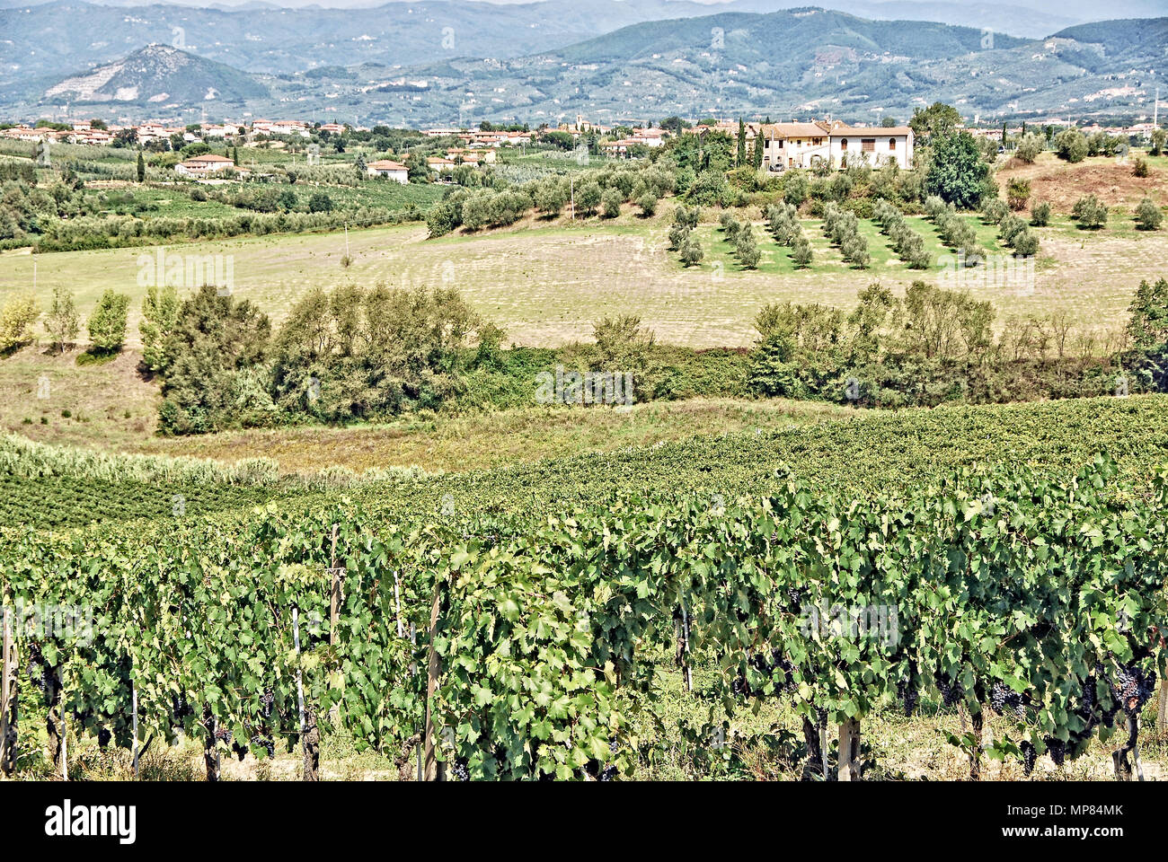 Cerruto hi-res stock photography and images - Alamy