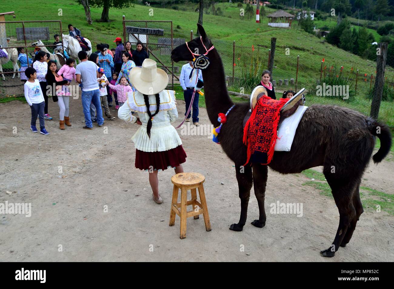 Llamas peru working hi-res stock photography and images - Alamy