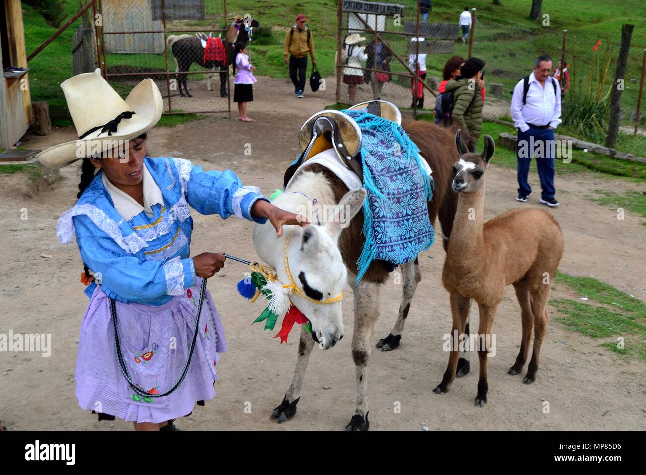 Llamas peru working hi-res stock photography and images - Alamy