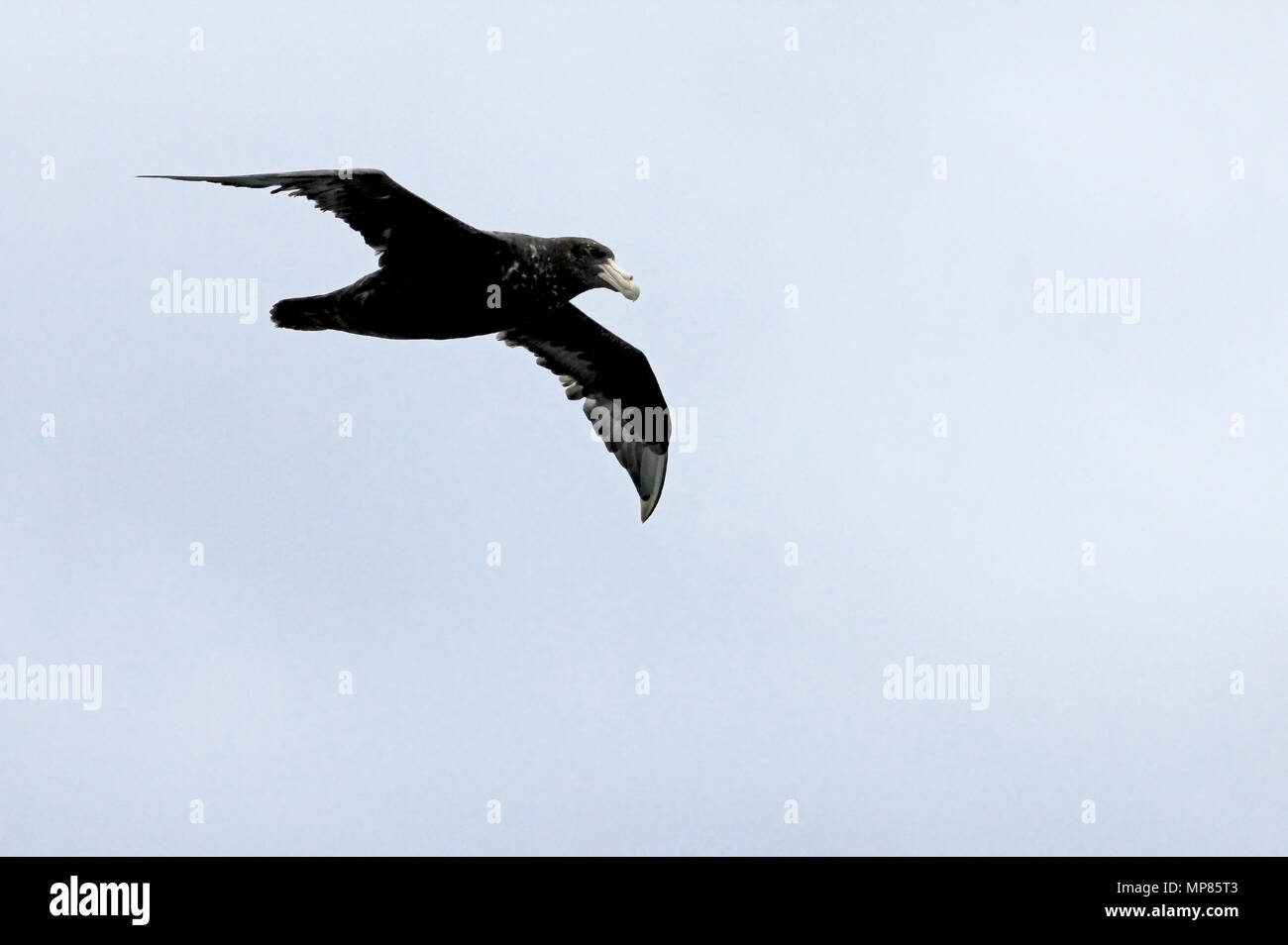 Southern giant petrel flying in the skies of Antarctica Stock Photo - Alamy