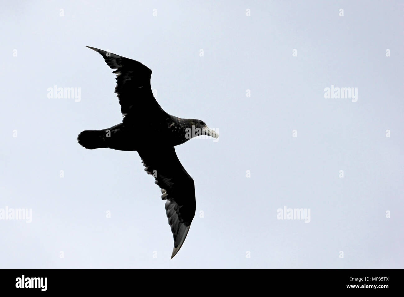 Adult southern fulmar hi-res stock photography and images - Alamy