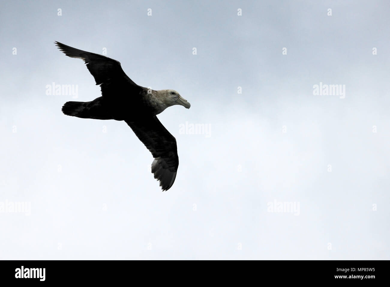 Southern giant petrel flying in the skies of Antarctica Stock Photo - Alamy