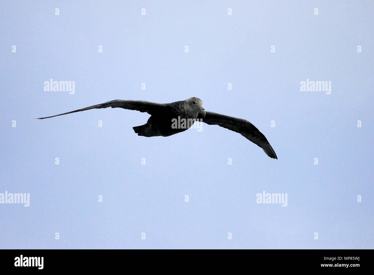 Southern giant petrel flying in the skies of Antarctica Stock Photo - Alamy